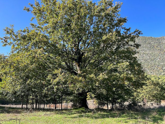 Prapaskena | Prapaskena